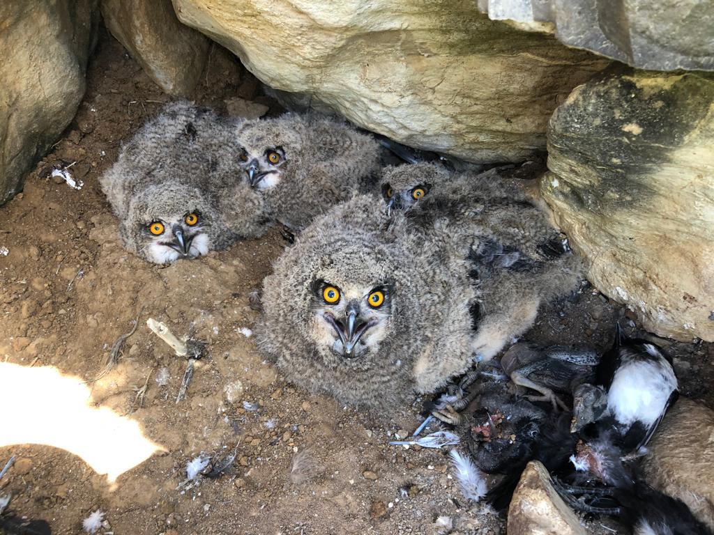 Carmeuse and the Royal Institute of Natural Sciences: 30 years of ...