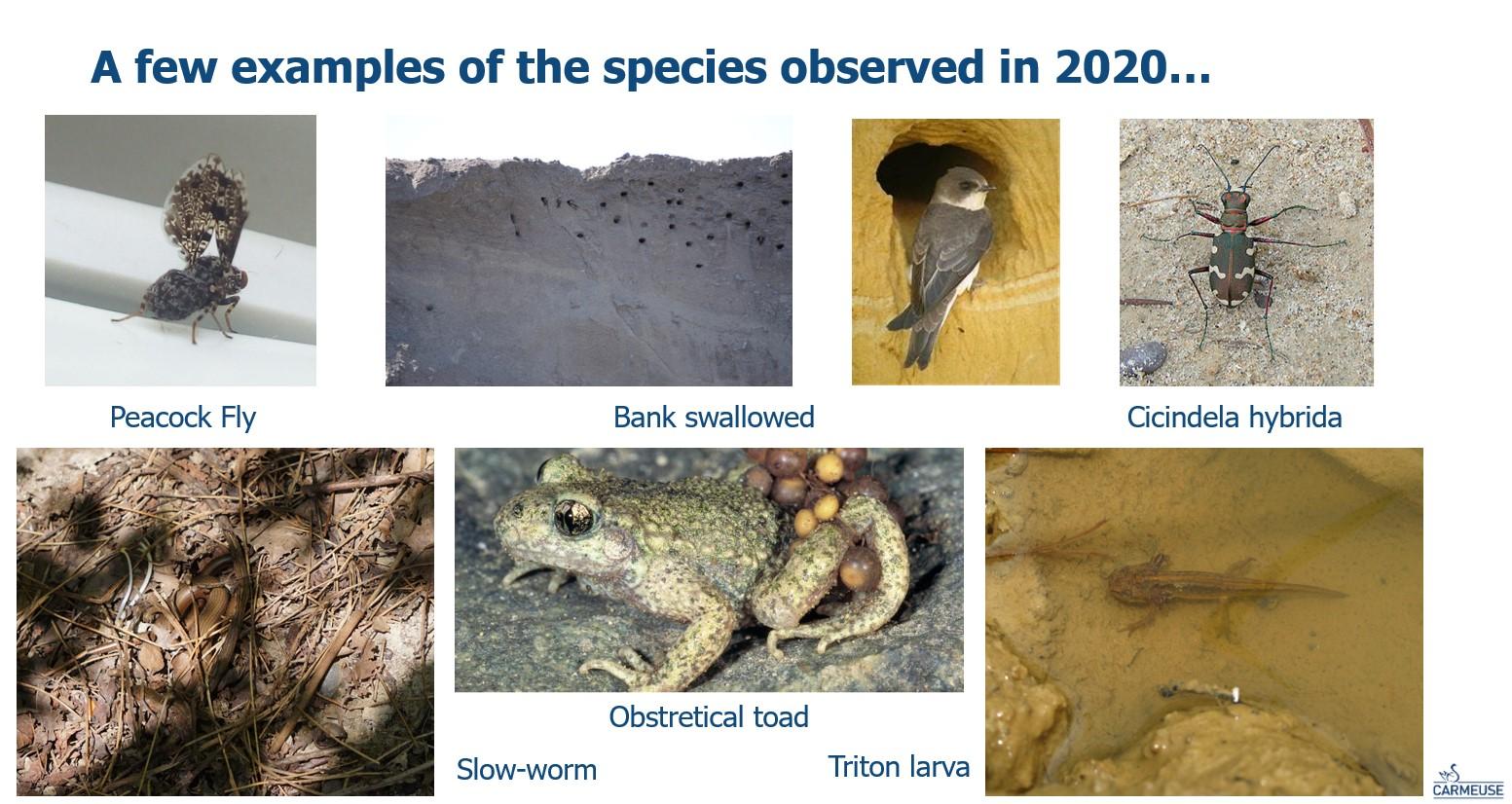 6 years of Life In Quarries project | Carmeuse