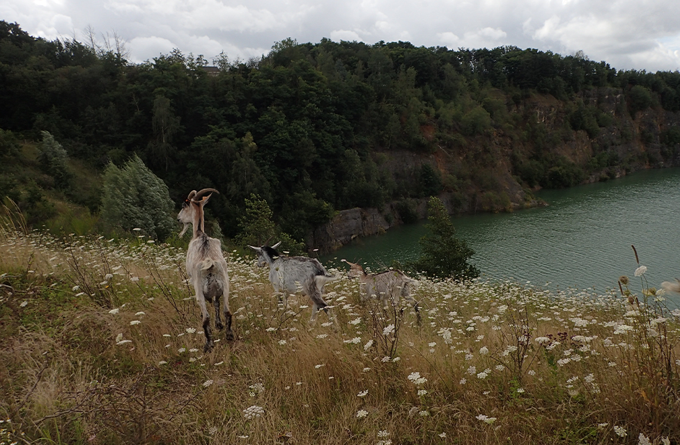 6 years of Life In Quarries project | Carmeuse